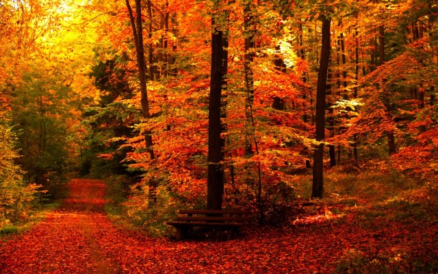 Widescreen Autumn Season - Autumn Season In India - 1920x1200 Wallpaper ...