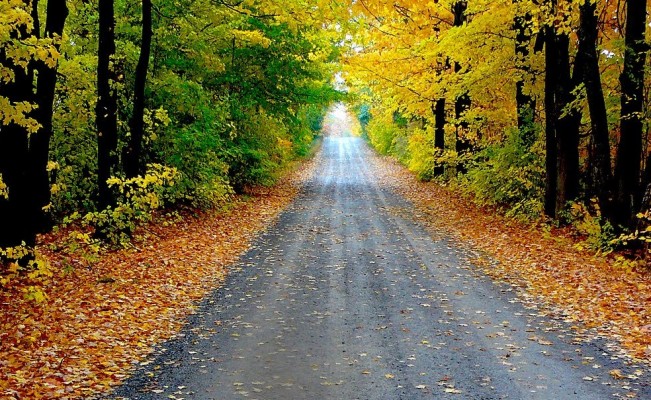 Prince Edward County Fall - 984x604 Wallpaper - teahub.io