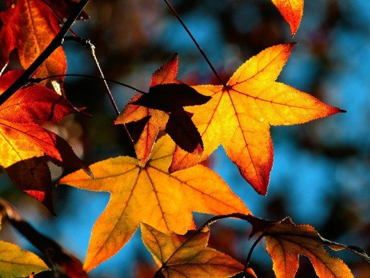 Beautiful Fall Wallpapers High Resolution - Autumn Leaves - 1600x1200 ...