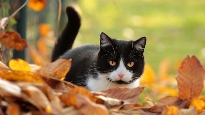Autumn Cat Background - 1650x1050 Wallpaper - teahub.io