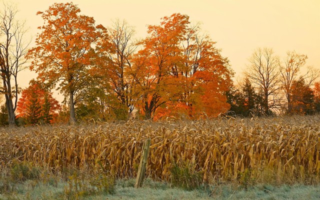 Fall Corn Fields - 1920x1200 Wallpaper - teahub.io
