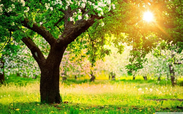 3840x2160, Natural Scenes 2016 Spring 4k Wallpaper - Desktop Spring ...