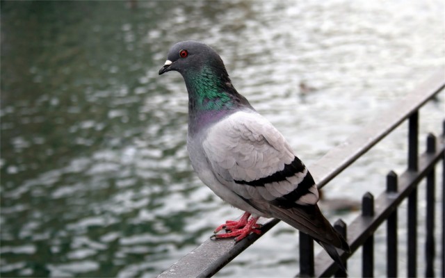 Download Hd Pigeon Computer Wallpaper Id - Pigeon Hd Wallpaper 1080p ...