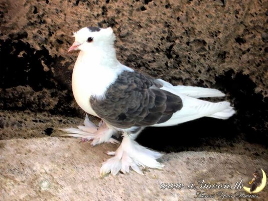 Birds With Feather On Feet - 1024x766 Wallpaper - teahub.io