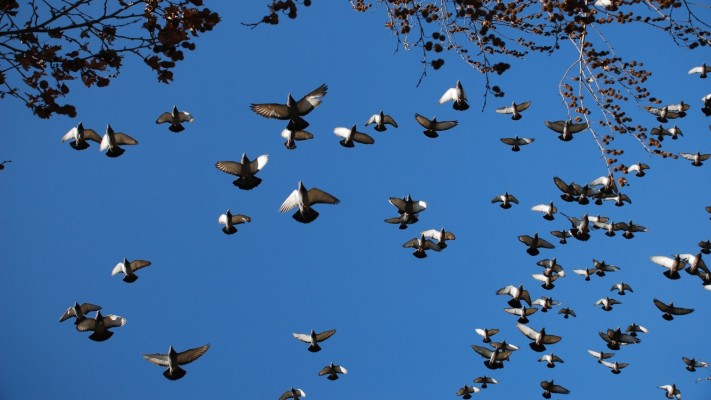 Racing Pigeon Wallpaper Pigeons