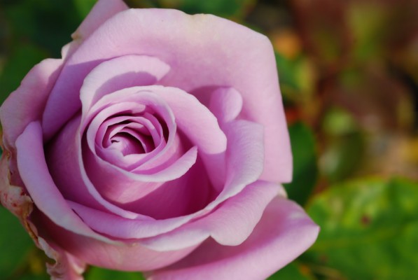 Lavender Roses Images - Garden Roses - 1024x685 Wallpaper - teahub.io