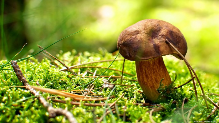 Fungus - 1600x1067 Wallpaper - teahub.io