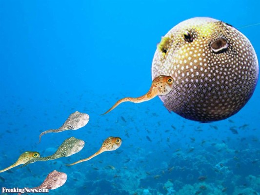 Free Puffer Wallpaper Wallpapers And Background - Puffer Fish ...