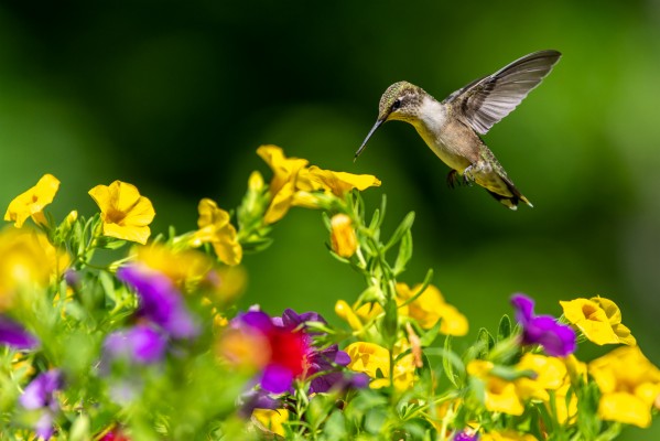 Female Hummingbird - Hummingbird Field Of Flowers - 1600x1067 Wallpaper ...
