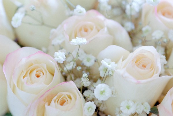 White And Baby Pink Roses - 2000x1334 Wallpaper - teahub.io
