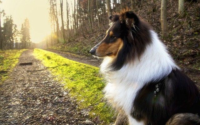 Beautiful Collie Dog Wallpapers - Border Collie Ruivo - 1280x804 ...