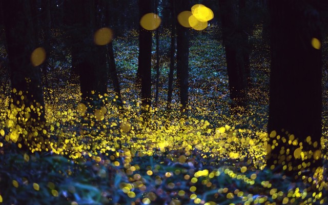 Firefly Hd Wallpaper - Jugnu Insect In Night - 1920x1080 Wallpaper ...