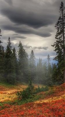 5256492 - Iphone Background Fall Forest - 6000x4000 Wallpaper - teahub.io