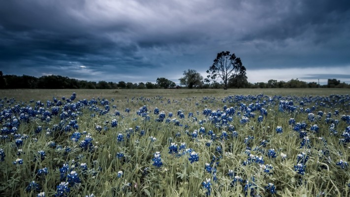 Purple Flowers, Field, Dark Weather - Field Of Dark Flowers - 1600x900 ...