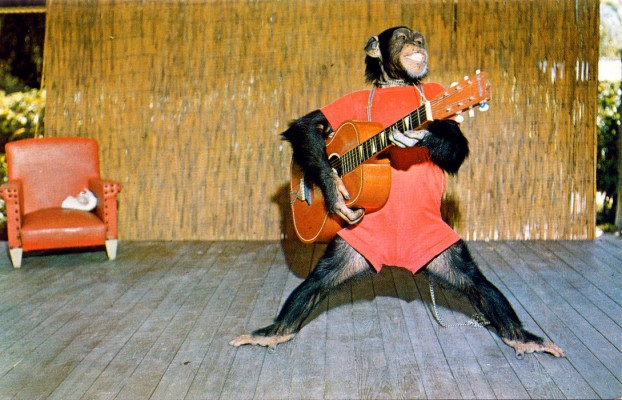 Monkey Guitar - Monkey Jungle - 1089x700 Wallpaper - teahub.io