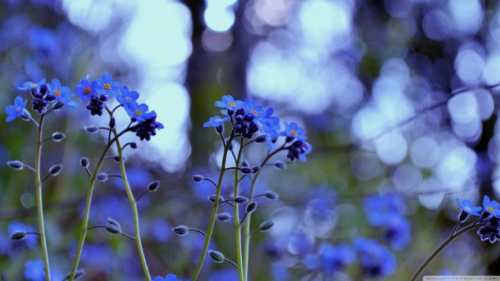 Wallpaper Flowers, Nature, Macro, Background, Forget - Forget Me Not ...