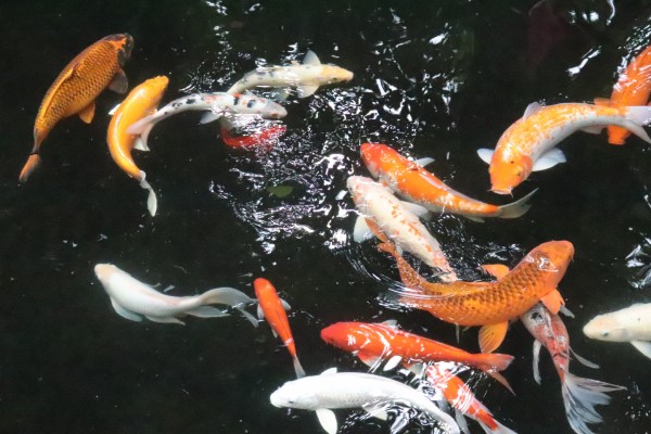 Wallpaper Koi, Carps, Fish, Water, Ripples - Fish In Ripple Water ...