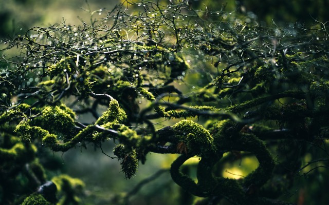 Morning Dew Free Hd Wallpaper - Moss Iphone - 2560x1600 Wallpaper ...