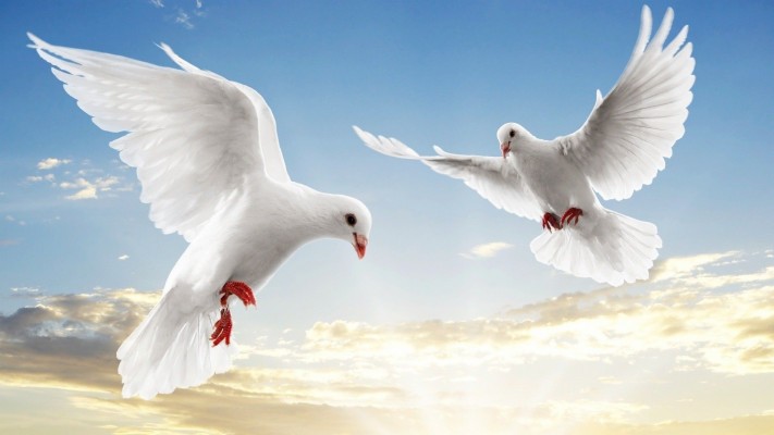 White Birds Flying In The Sky - 1920x1080 Wallpaper - teahub.io