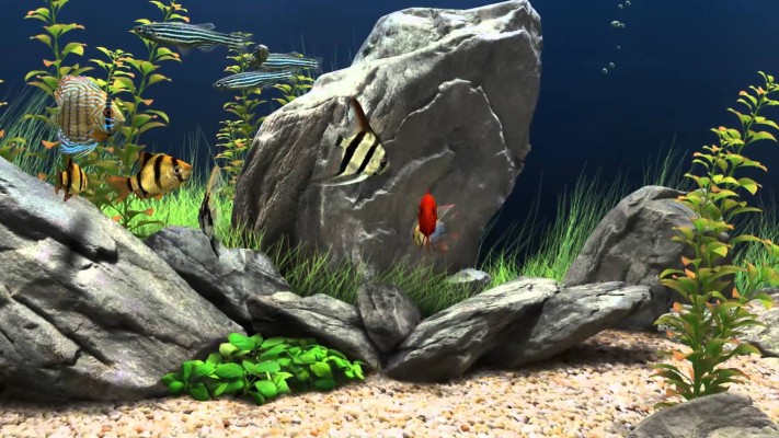Full Size Of Fish Tank Free Fish Tank Tv Screensaver - Hd Aquarium ...