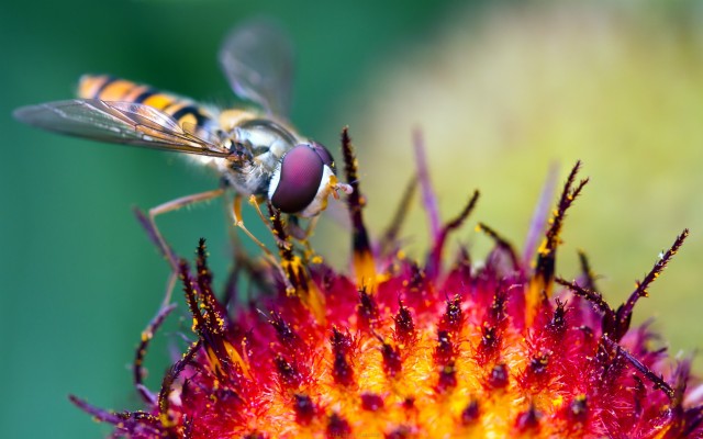 Insects Hd Macro - 2560x1600 Wallpaper - teahub.io