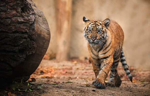 Tiger Walking Images Hd - 5472x3505 Wallpaper - teahub.io