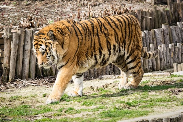 Real Zoo Background With Animals - 1920x1200 Wallpaper - teahub.io