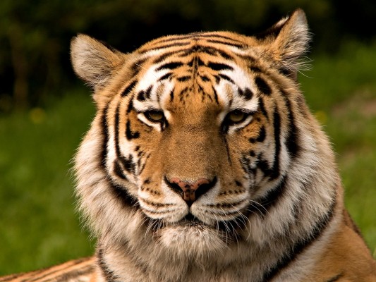 Cute Tiger Pics - 1600x1200 Wallpaper - teahub.io