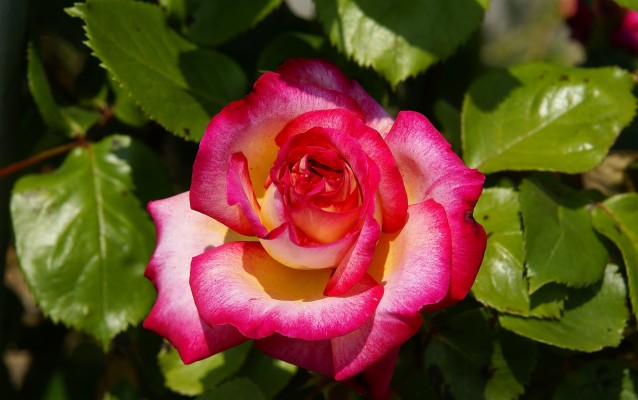 Rosa - Rosa Mais Linda Do Mundo - 1920x1203 Wallpaper - teahub.io