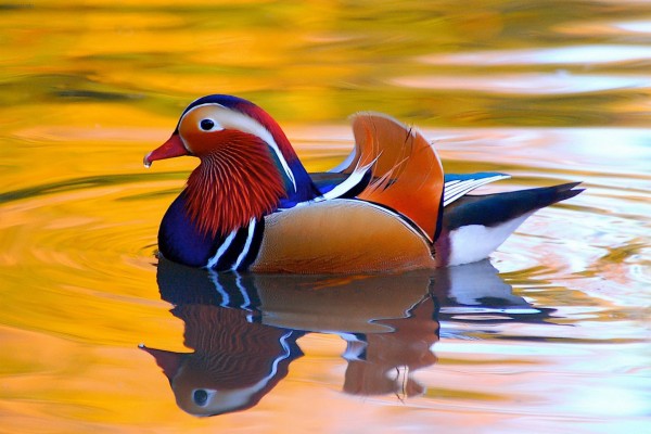 Colorful Mandarin Duck - 1920x1278 Wallpaper - teahub.io