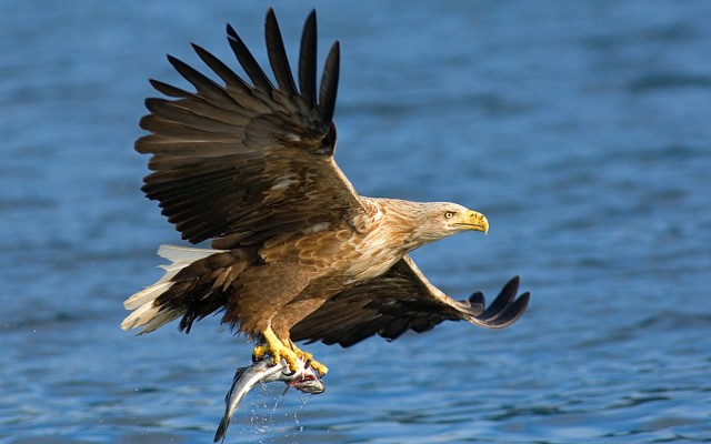 Golden Eagle During Hunting Wallpaper - Eagle Hunting Wallpaper Hd ...
