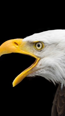 Bald Eagle Beak - 640x1138 Wallpaper - teahub.io