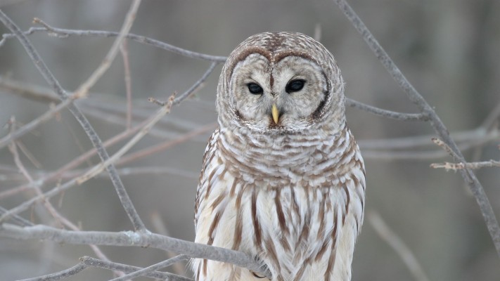 Barred Owl Wallpaper High Definition For Free Wallpaper - 1920x1080 ...