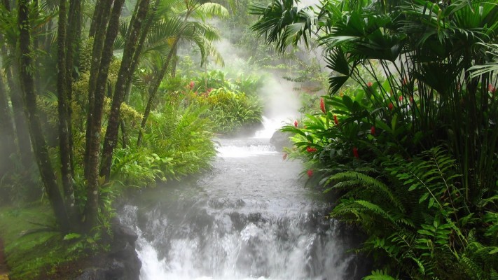 La Selva Con Un Río Impresionante De Agua Clara - Costa Rica - 1600x900 ...