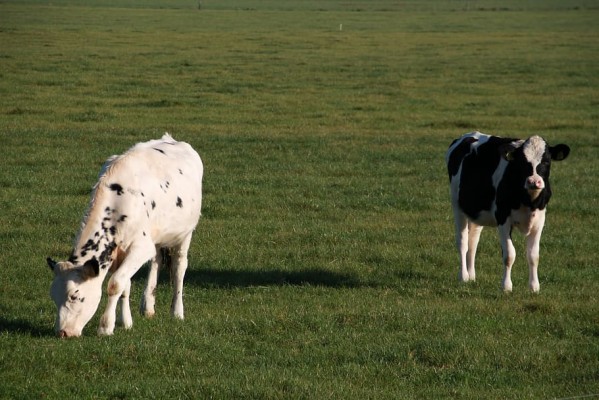 Wallpaper Farm, Animals, Cows, Grass - Malnutrition Cow - 2560x1600 ...