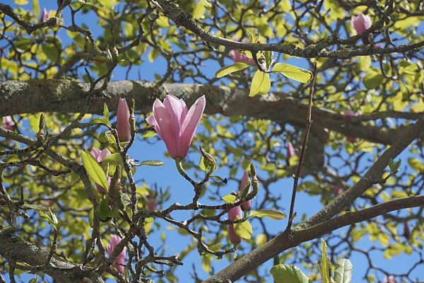 Chinese Magnolia - 3840x2160 Wallpaper - teahub.io