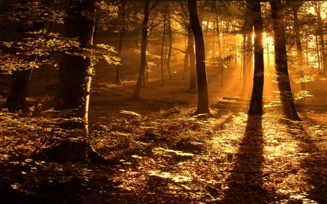 Sun In The Wood - 1920x1200 Wallpaper - teahub.io