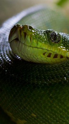 Download Yellow Python Snake - Teahub.io