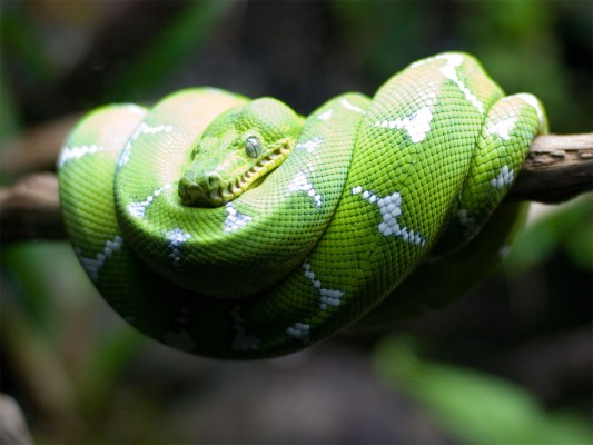 Emerald Tree Boa Amazon Equador - 1334x1000 Wallpaper - teahub.io