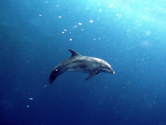 Dolphin Inside The Water - 1600x1200 Wallpaper - teahub.io