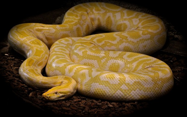 Python Snake Wallpaper - Yellow Black Python - 2880x1620 Wallpaper ...