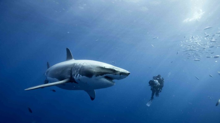 Great White Shark Hd Wallpapers High Quality - Sharks Are Beautiful ...