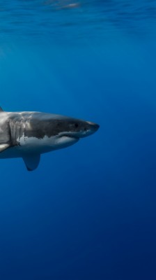 Shark, Underwater - Shark Wallpaper Vertical - 640x1138 Wallpaper ...