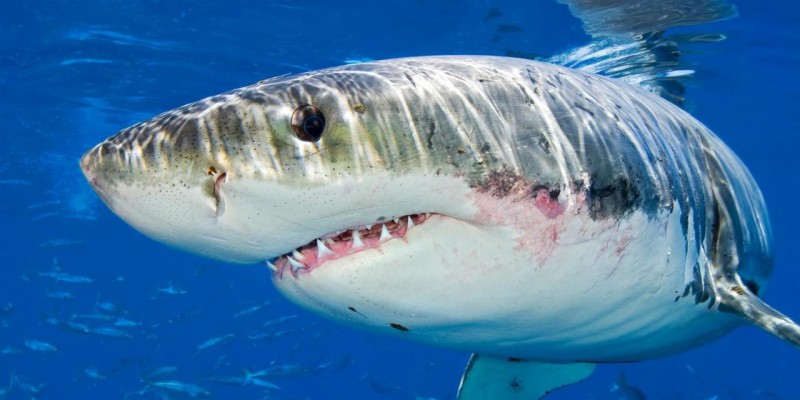 Great White Shark Hd Wallpapers High Quality - Sharks Are Beautiful ...