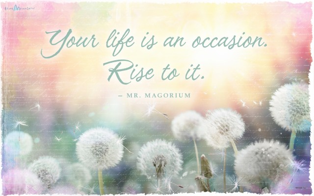 Dandelion Desktop - 1920x1080 Wallpaper - teahub.io