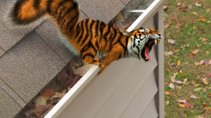 Squiger Tiger Fangs Funny Animal Wal - Funny Photoshopped Animals ...