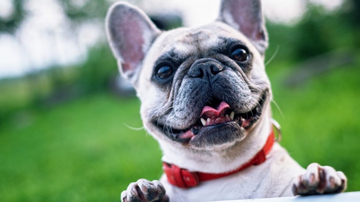 Animal Dog 4k Wallpaper - H Dog - 3840x2160 Wallpaper - teahub.io