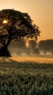 Sunset, Tree, Field, 4k - Sunset Tree - 640x1138 Wallpaper - teahub.io