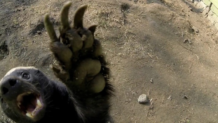 Honey Badger Claws - 1920x1080 Wallpaper - teahub.io