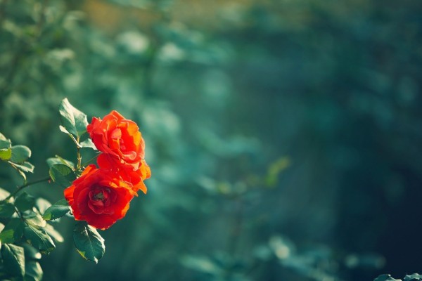 Flower Blur Background Hd - 1920x1280 Wallpaper - teahub.io